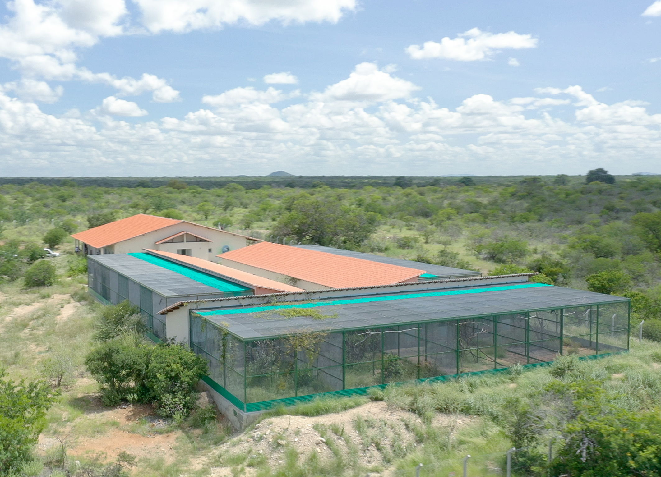 World sensation: Return of a parrot species extinct in the wild, (Engl ...