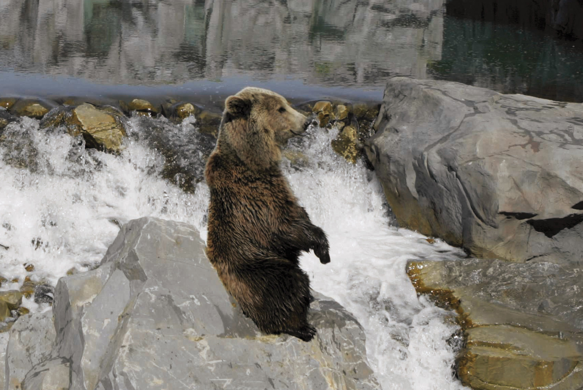 Tierisch tapfer, Süddeutsche TV GmbH, Story - lifePR