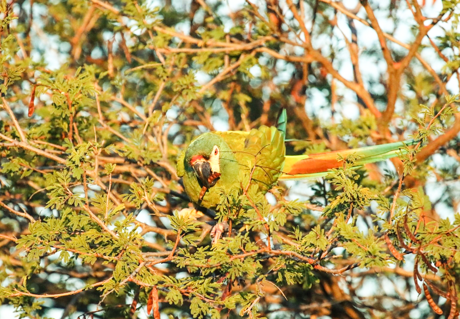 World Sensation: Return of a Parrot Species Extinct in the Wild ...