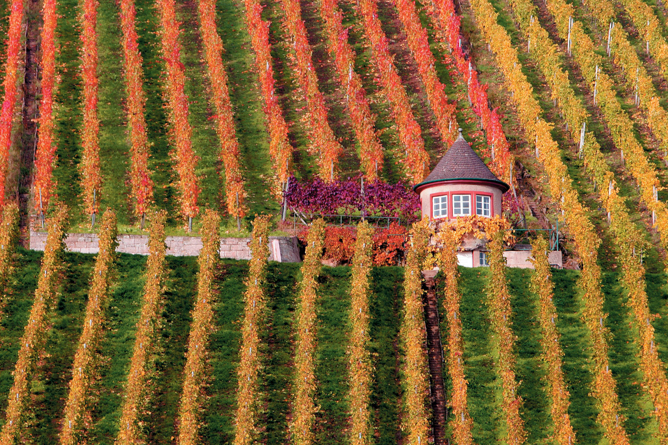 Die Weinlese lockt ins Remstal, Remstal Tourismus e.V., Story - lifePR