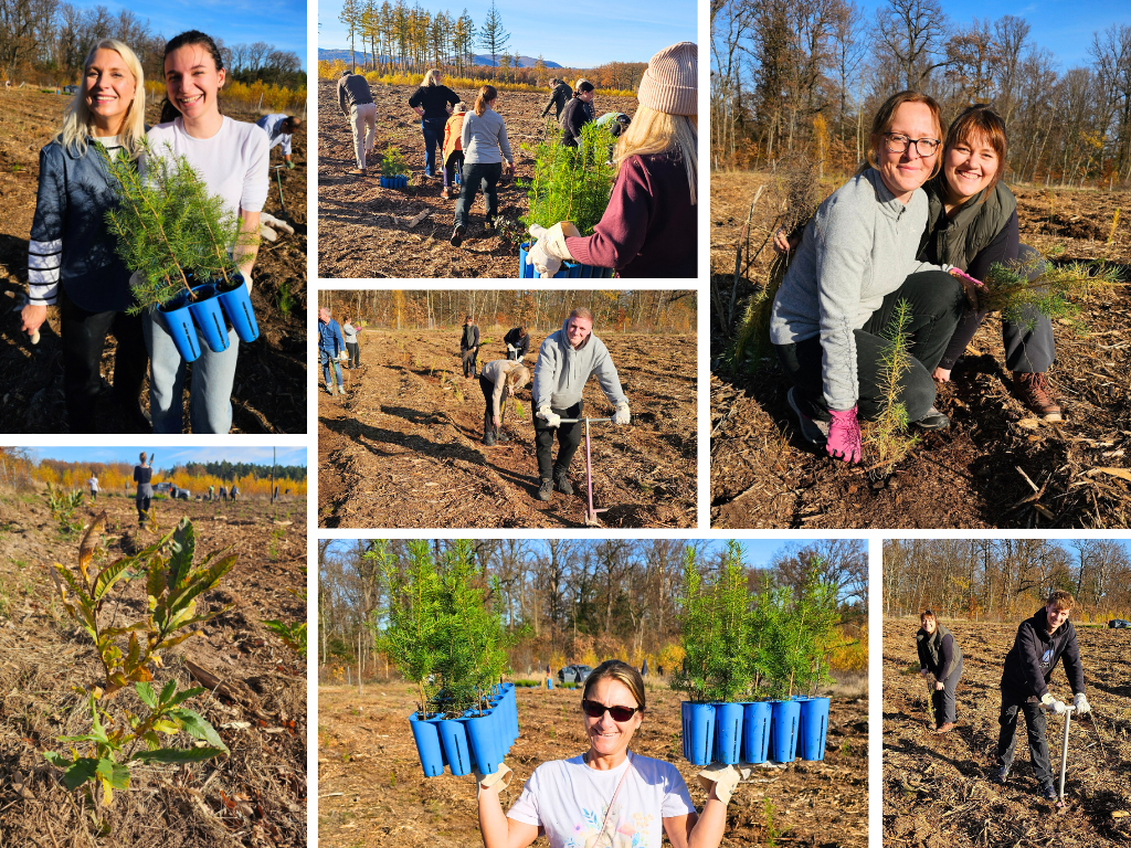 GreenSign Institut stärkt den Harzwald mit neuer Baumpflanzaktion, GreenSign Institut GmbH ...