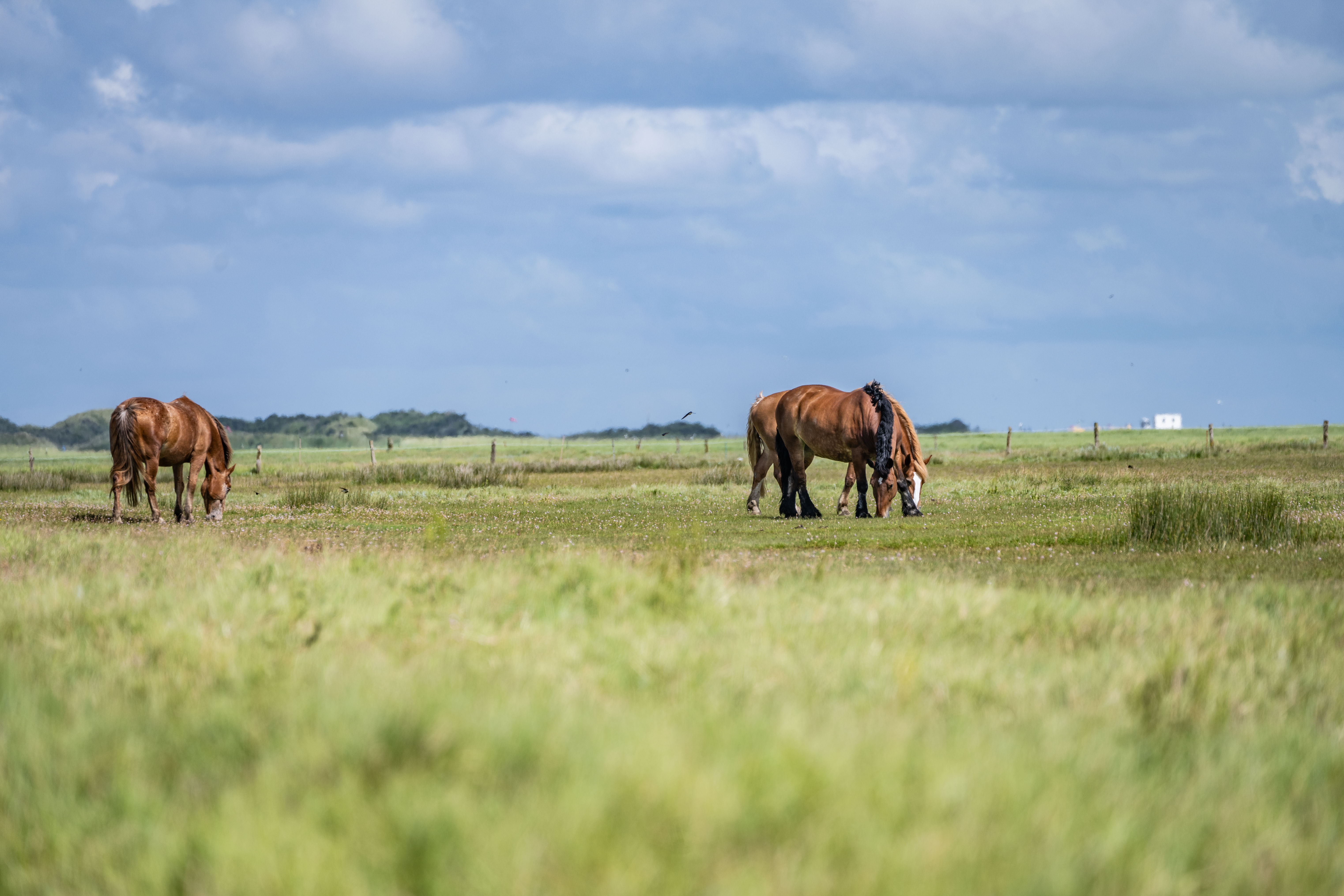 Juist: Eine Oase für Mensch und Tier, TOURISMUS-AGENTUR NORDSEE GMBH ...
