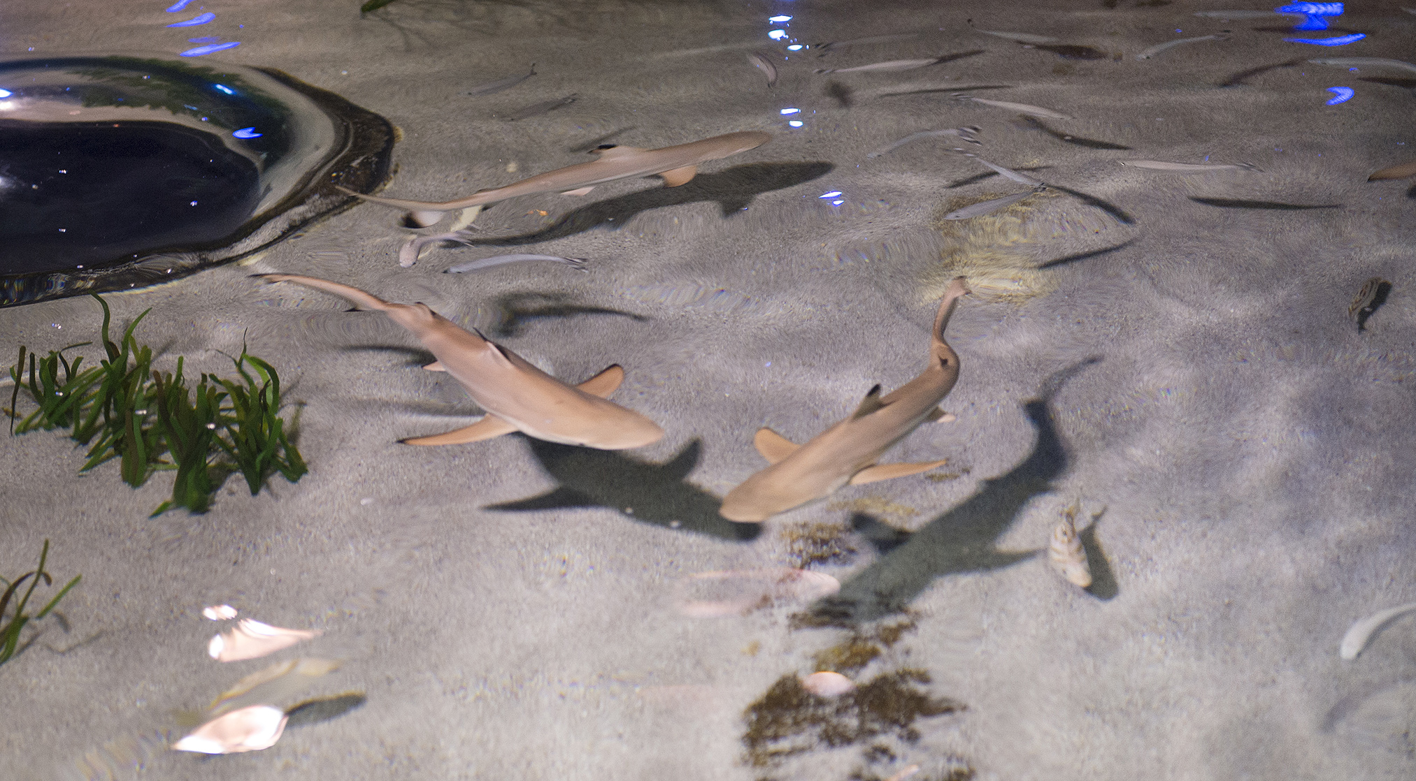 Prominente Hai-Taufe im SEA LIFE Oberhausen, Merlin Entertainments ...