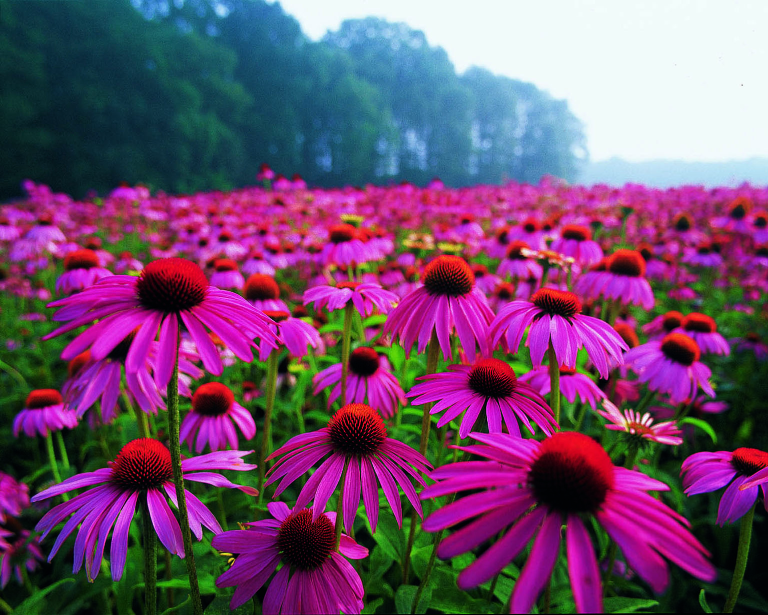 Echinacea nicht gleich Echinacea, Rottapharm | Madaus GmbH, Story - lifePR