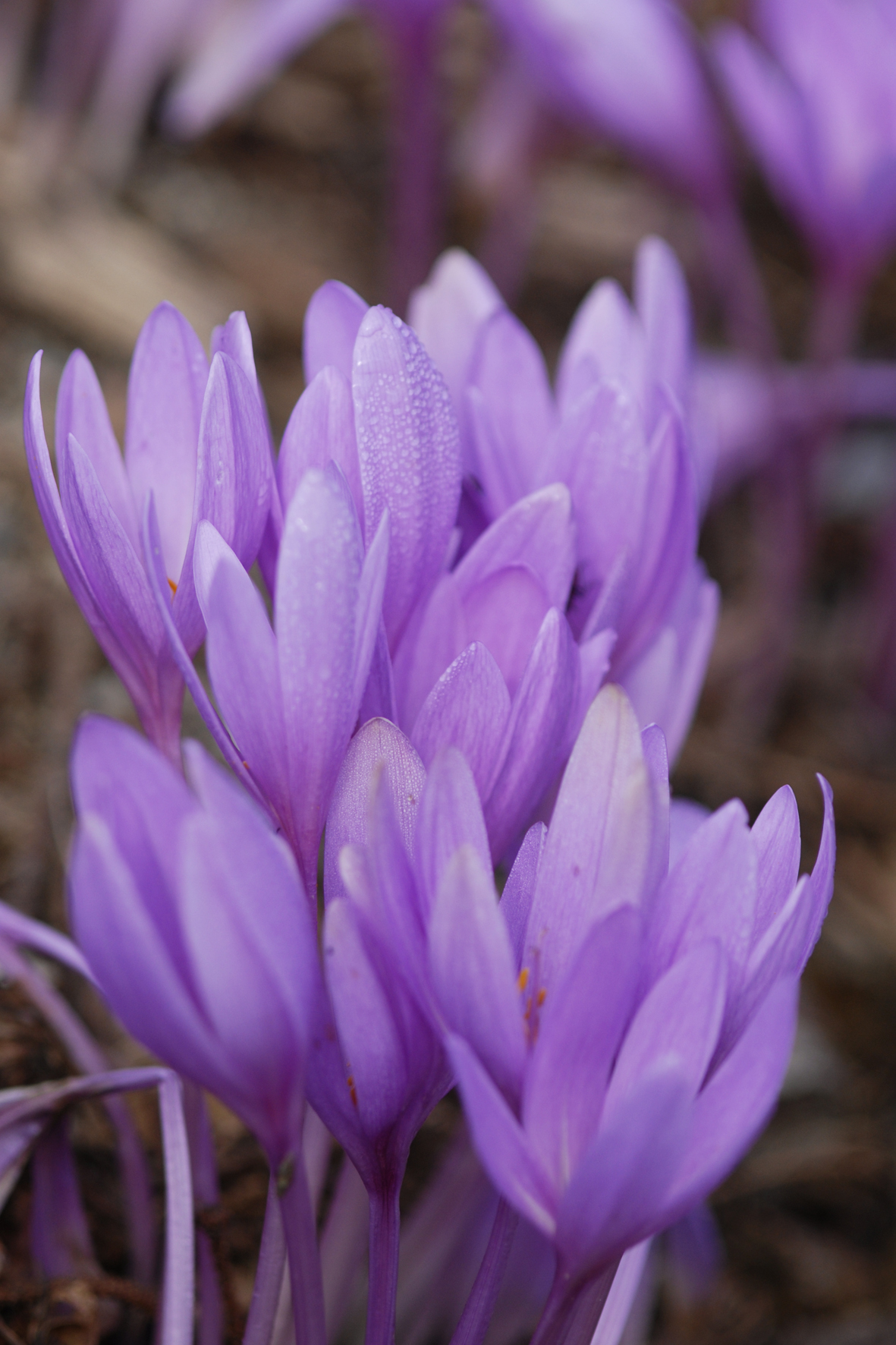 „Diese Früchte ess’ ich nicht!“ / Schmuckhof, Botanischer Garten ...