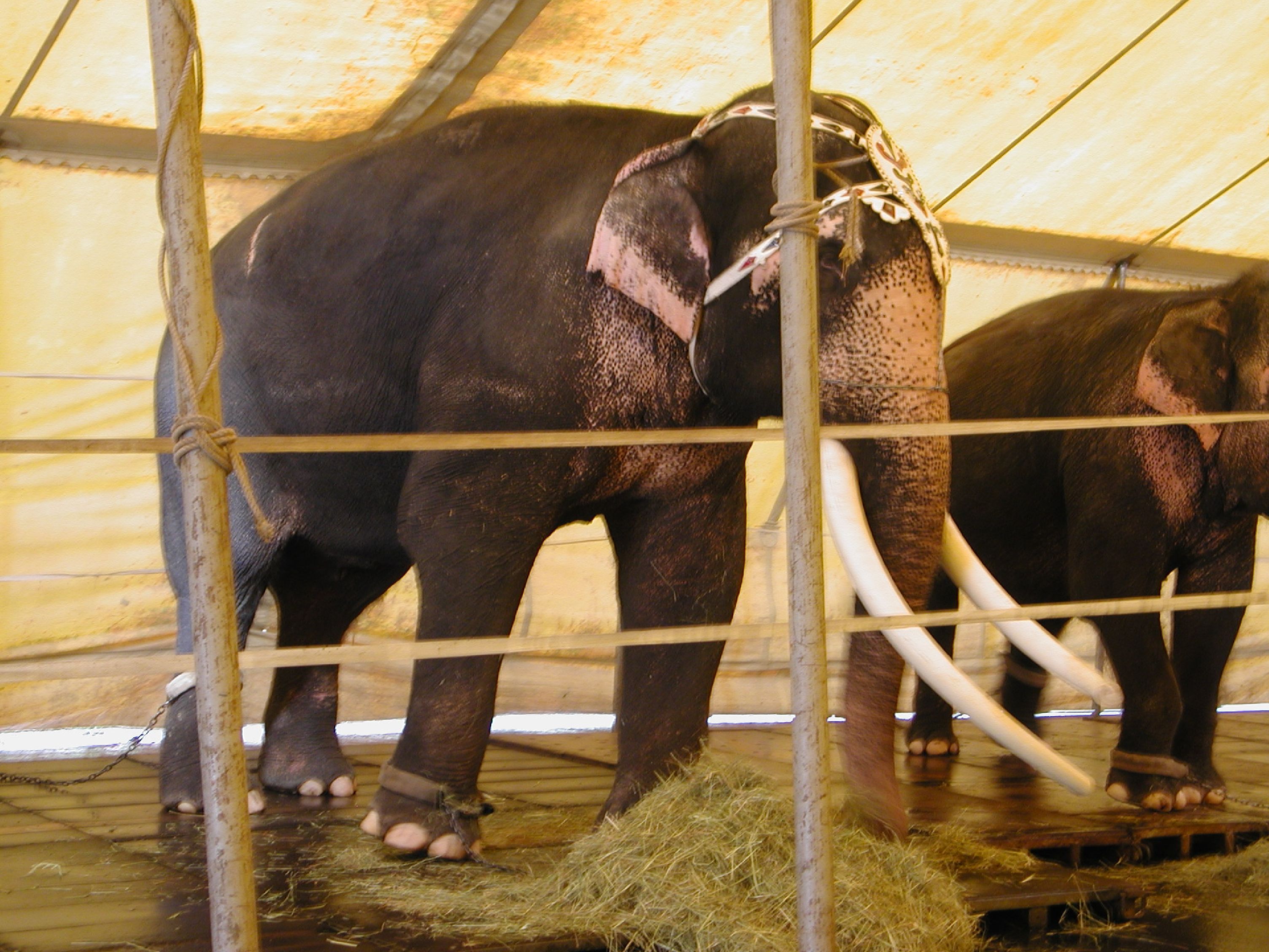 Circus-Krone-Elefant Colonel Joe gestorben, PETA Deutschland e.V, Story ...