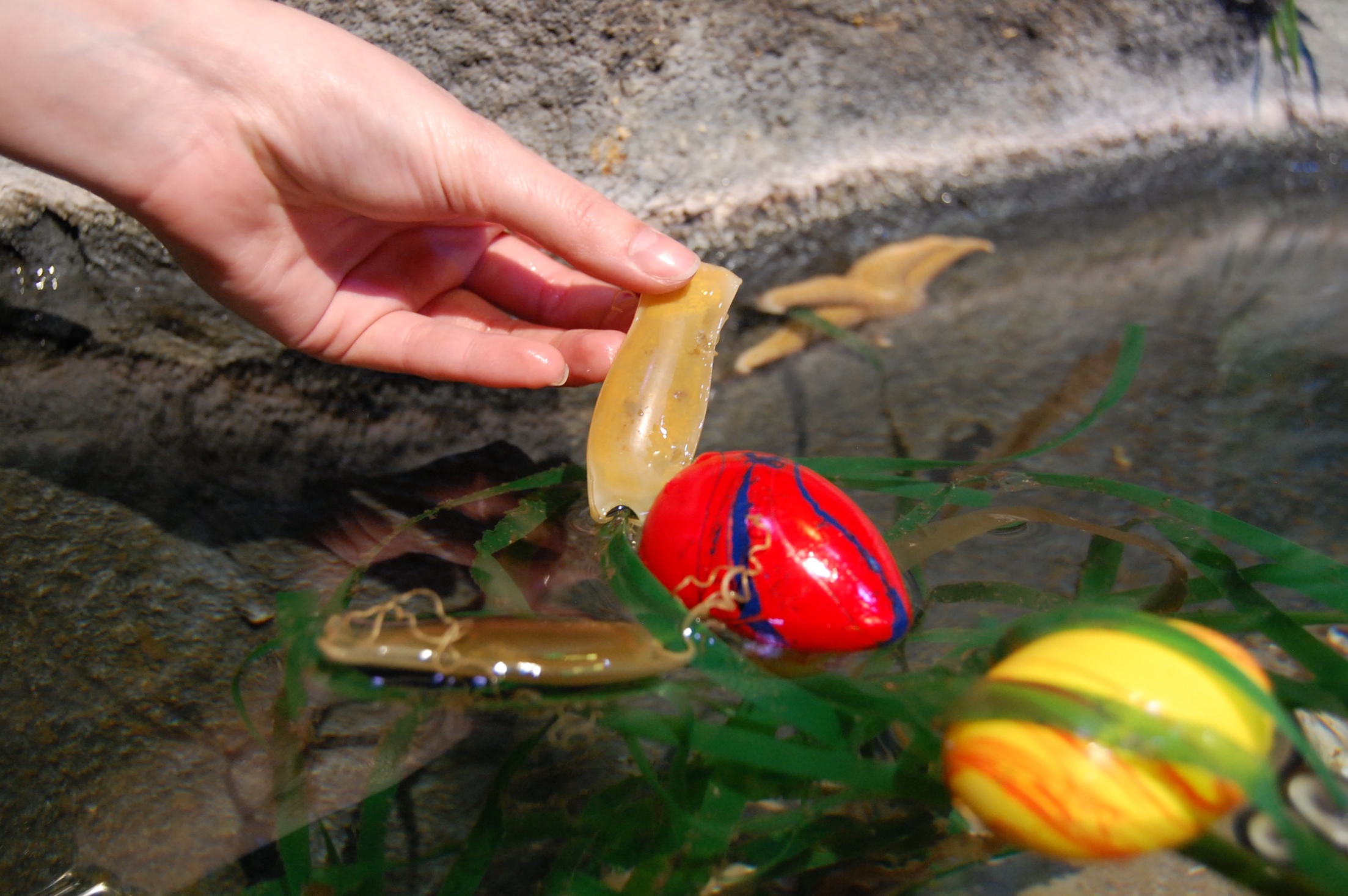 Nachwuchs im Ei: Seehasen sowie „Hai- und Rochen-Eier“ im SEA LIFE ...
