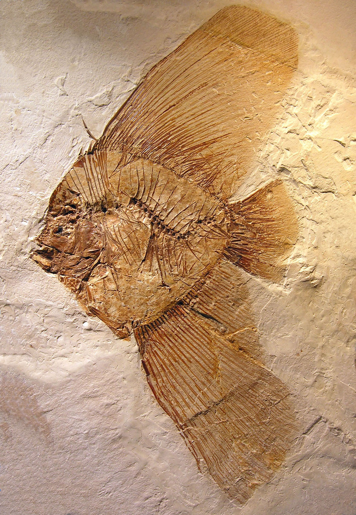 „Monte“ Bolca – eine Schüssel voller Urzeit-Fische, Münchner ...