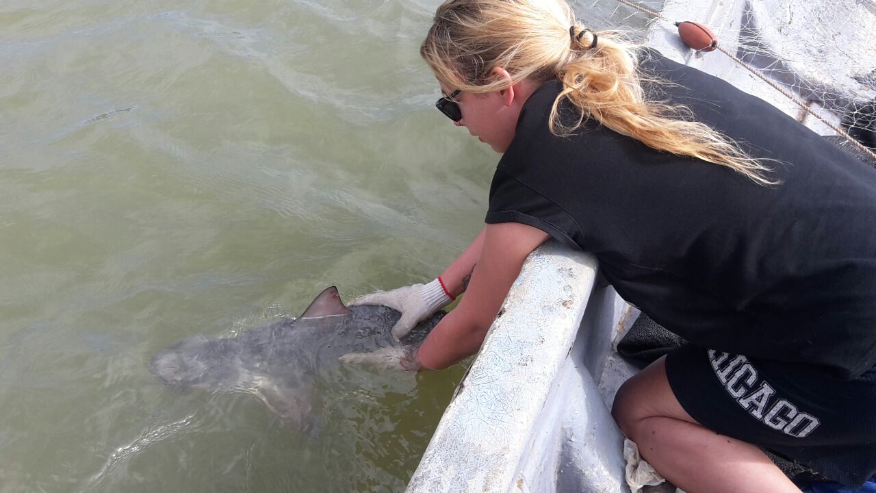 Ein Herz für Bullenhaie, Deutsche Stiftung Meeresschutz (DSM), Story ...