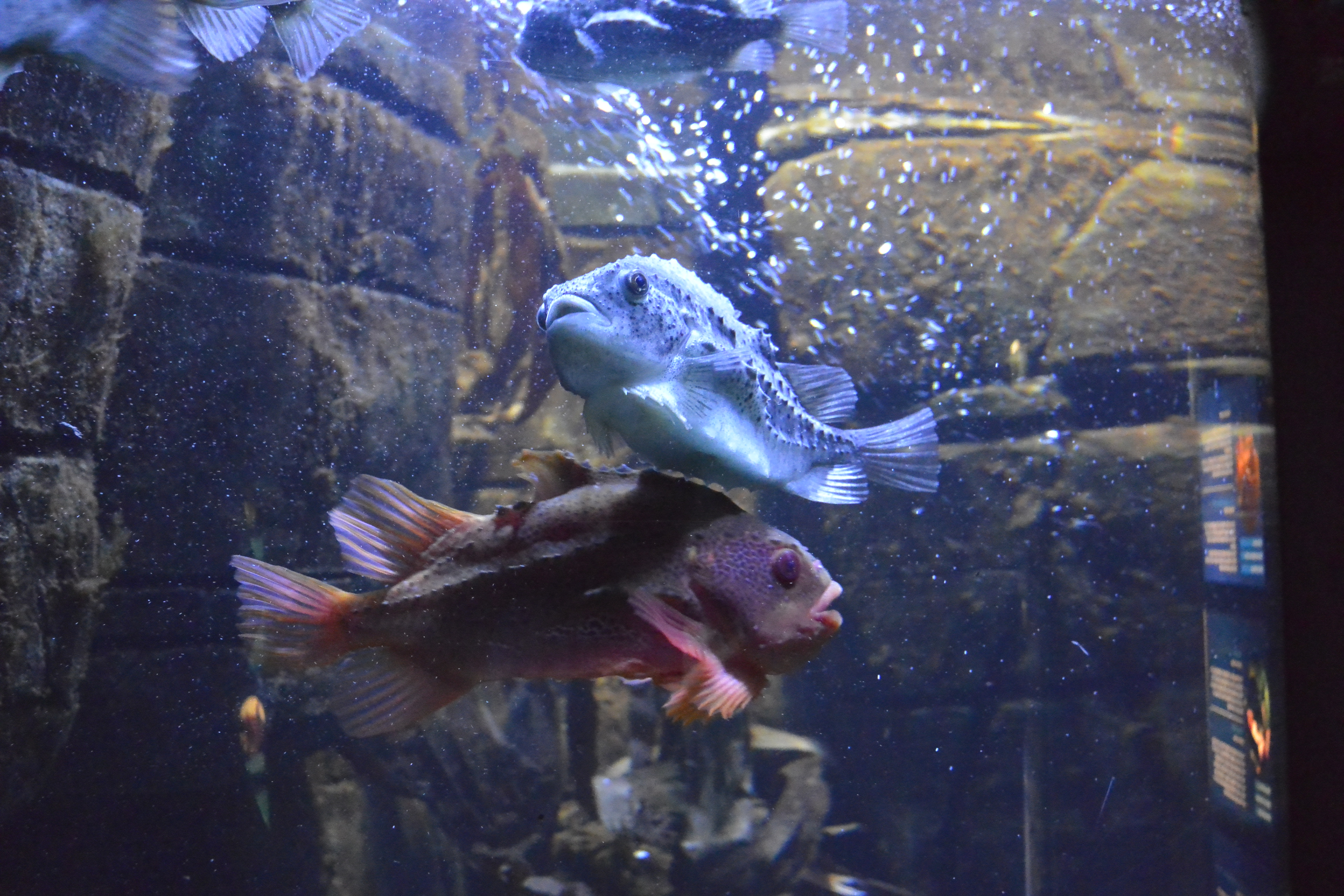 Nachwuchs im Ei: Seehasen sowie „Hai- und Rochen-Eier“ im SEA LIFE ...