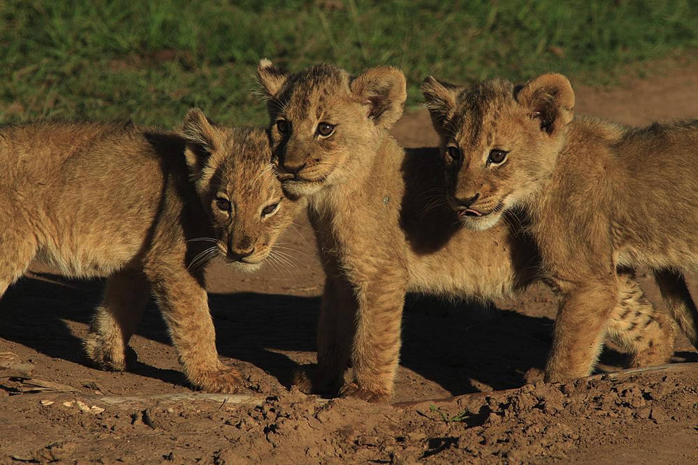 Mit Karawane auf Safari mit den Kindern die „Big 5“ sichten, Karawane ...