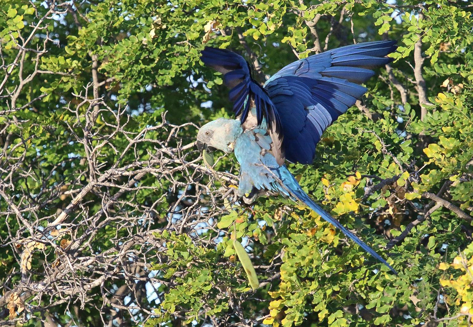 World Sensation: Return of a Parrot Species Extinct in the Wild ...
