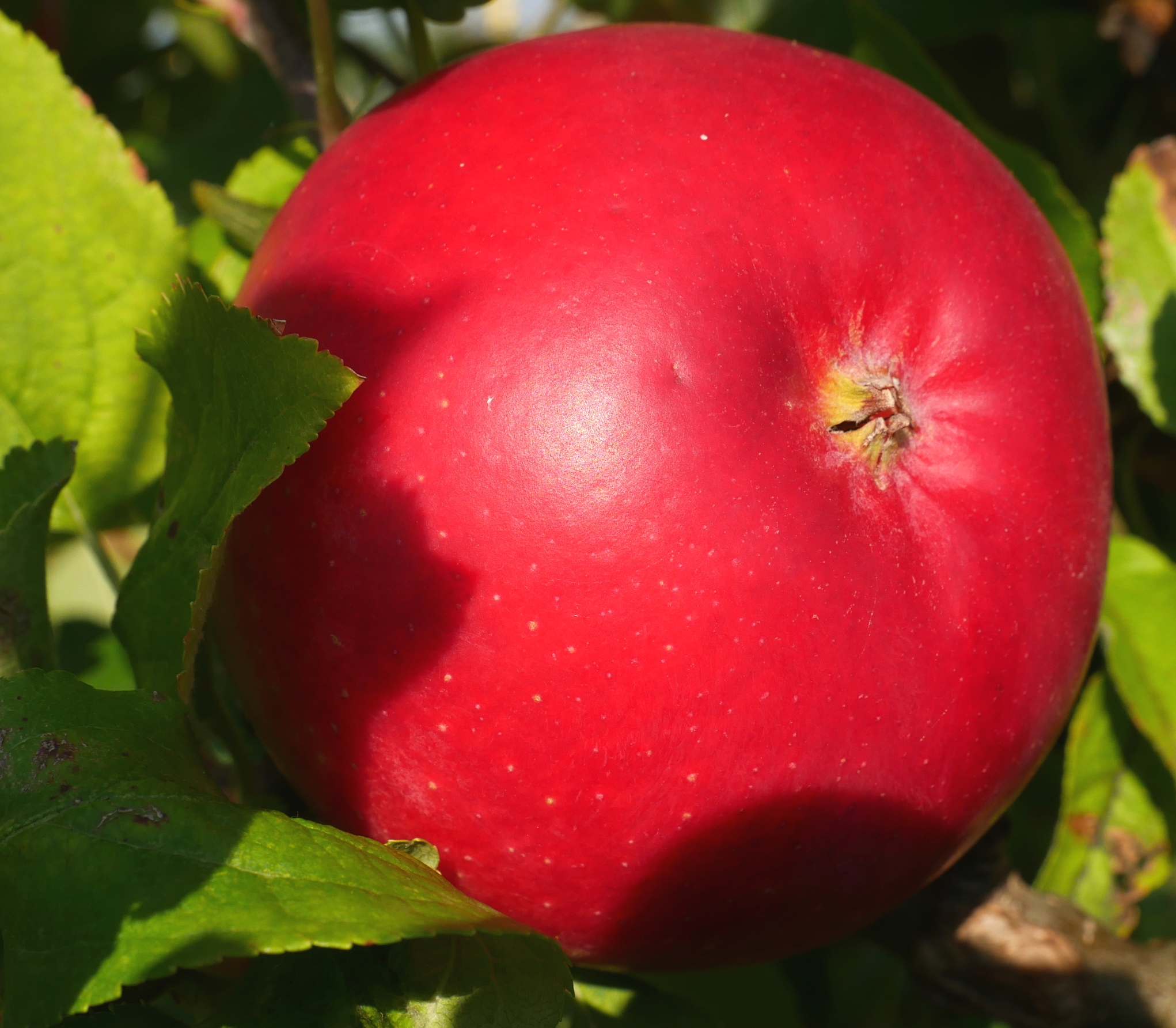 Pfel Drren Im Drrautomat