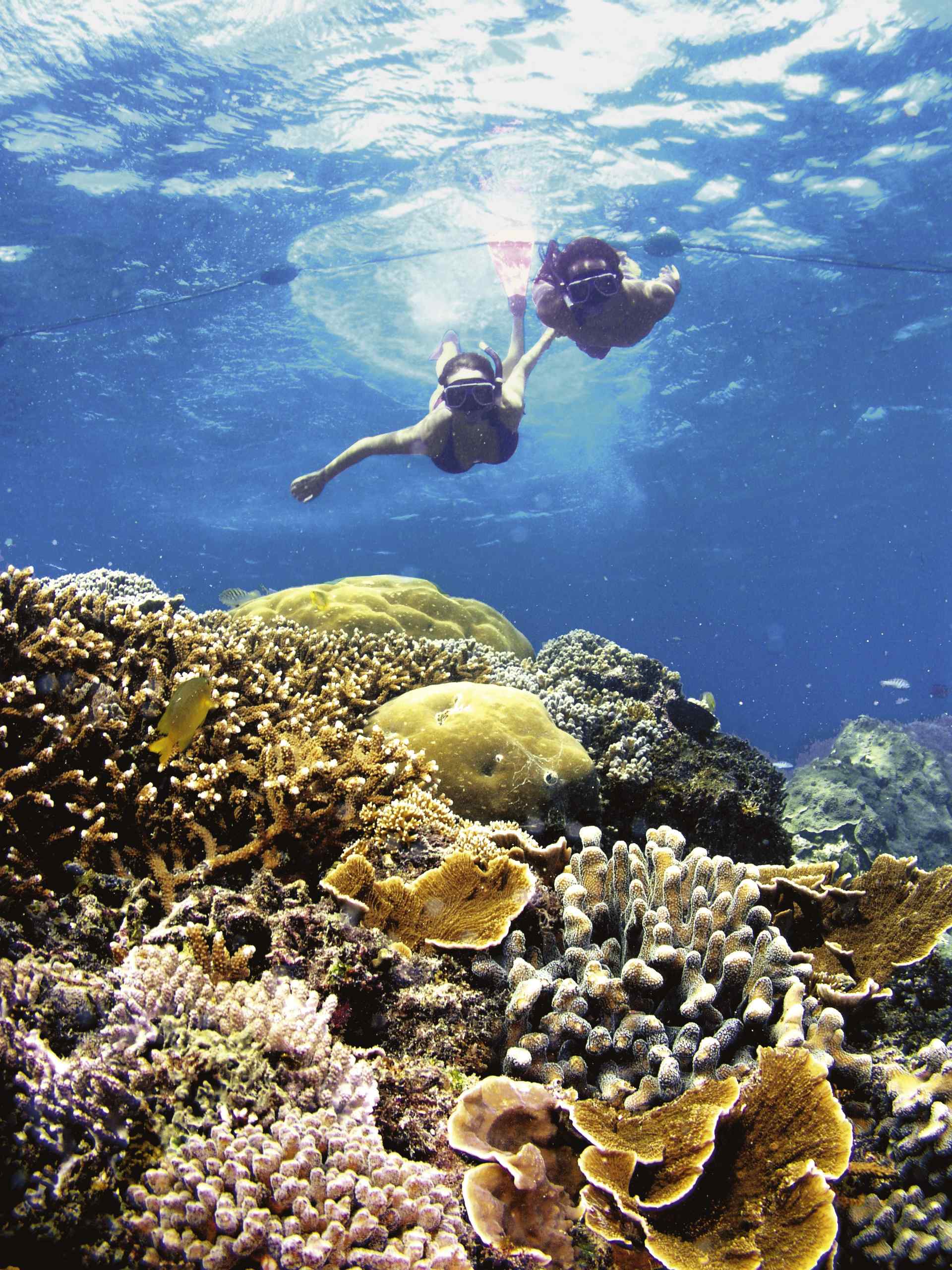 Zur besten Tauchzeit auf die indonesischen Gilli Islands, Frosch ...