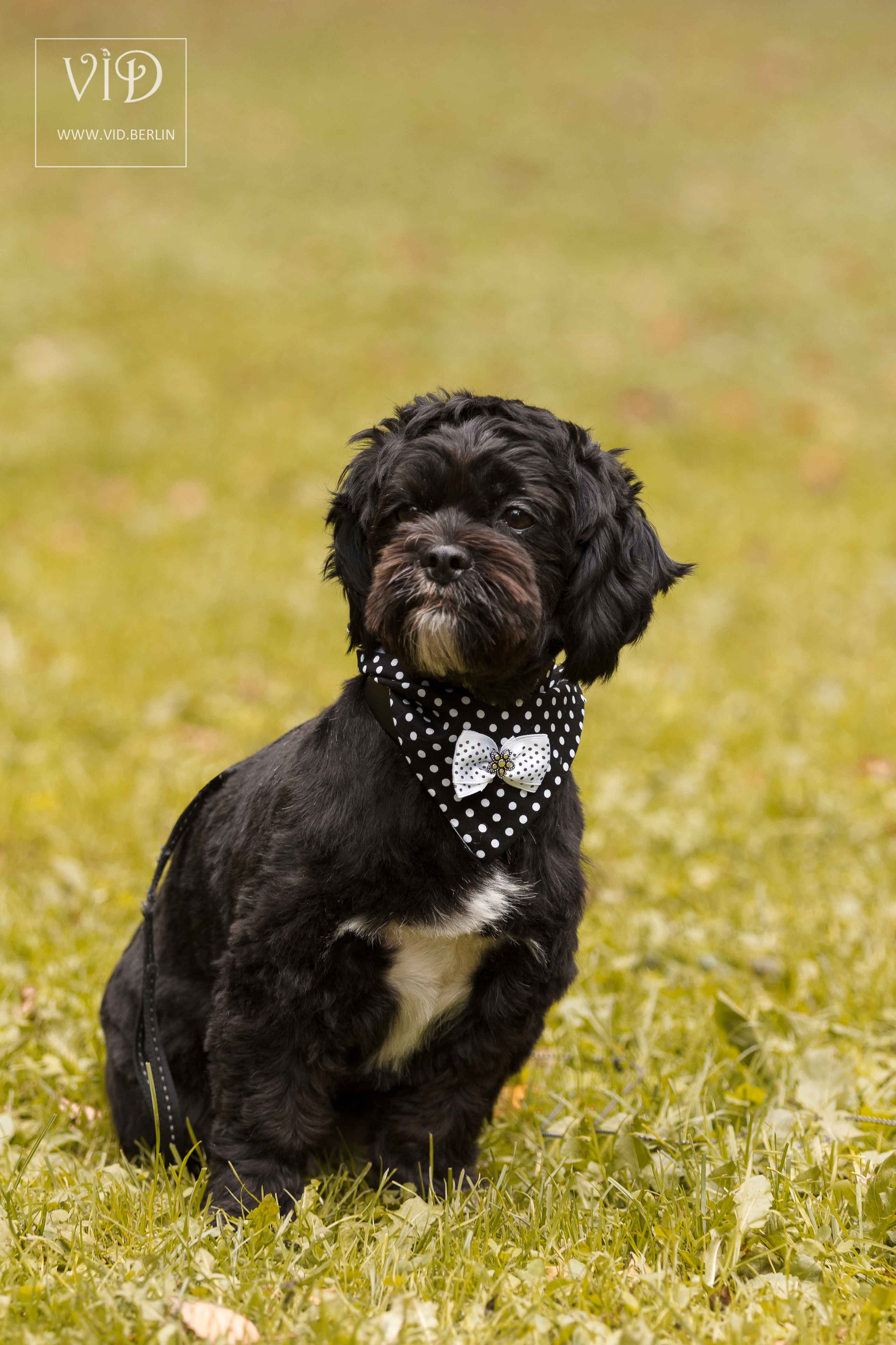 Very Important Dog (VID): Der Hunde-Onlineshop mit großartiger Mode ...