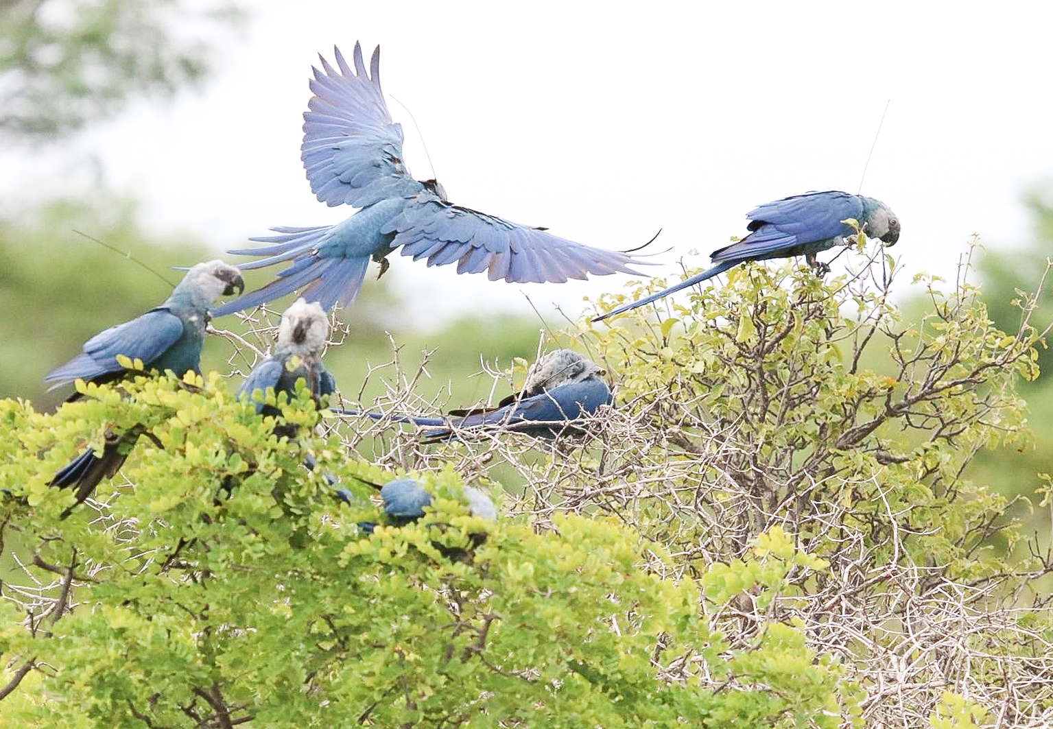 After decades of being thought extinct, the Spix’s Macaw is back in the ...